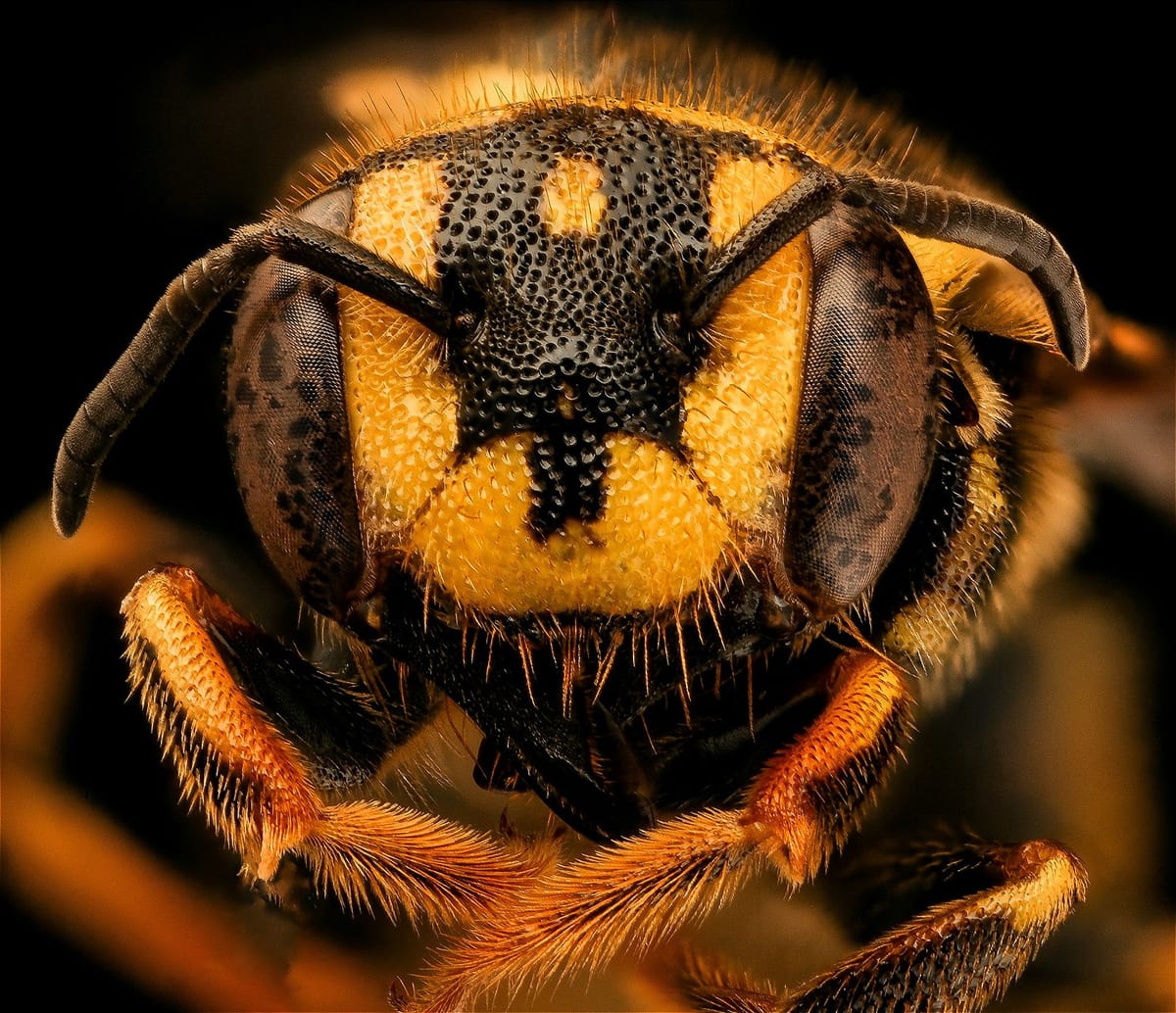 Dressed to Impress or Dressed to Kill: The Evolutionary Story of Animal ...